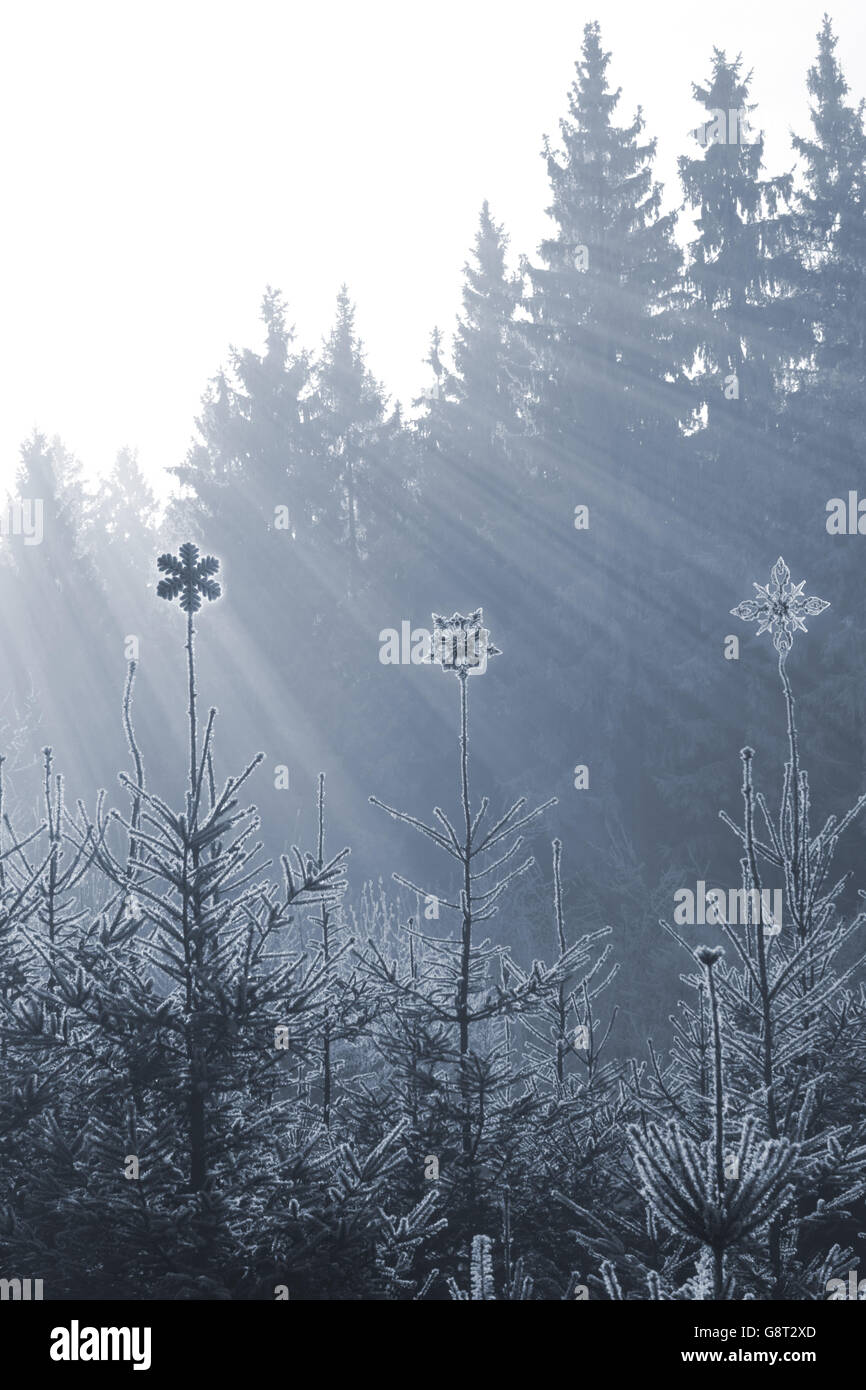 Sparkling Ice stars on the peaks of frozen firs with sun rays from ...