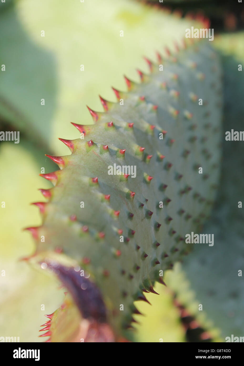 Broken cactus hi-res stock photography and images - Alamy