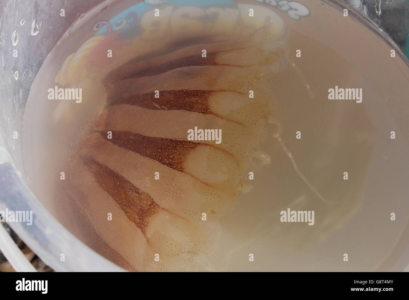 Sea bucket hi-res stock photography and images - Alamy