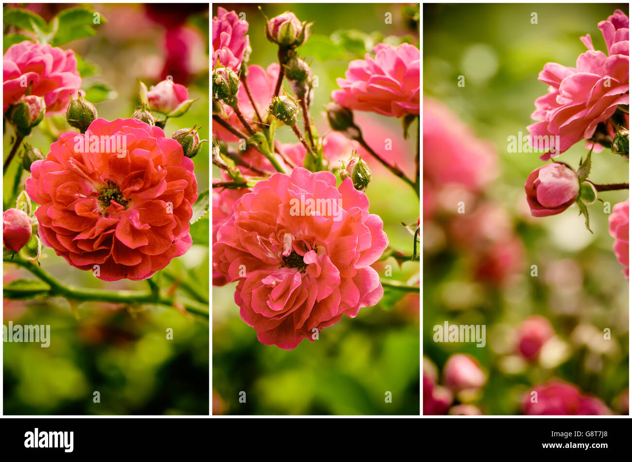 Red roses garden Stock Photo - Alamy