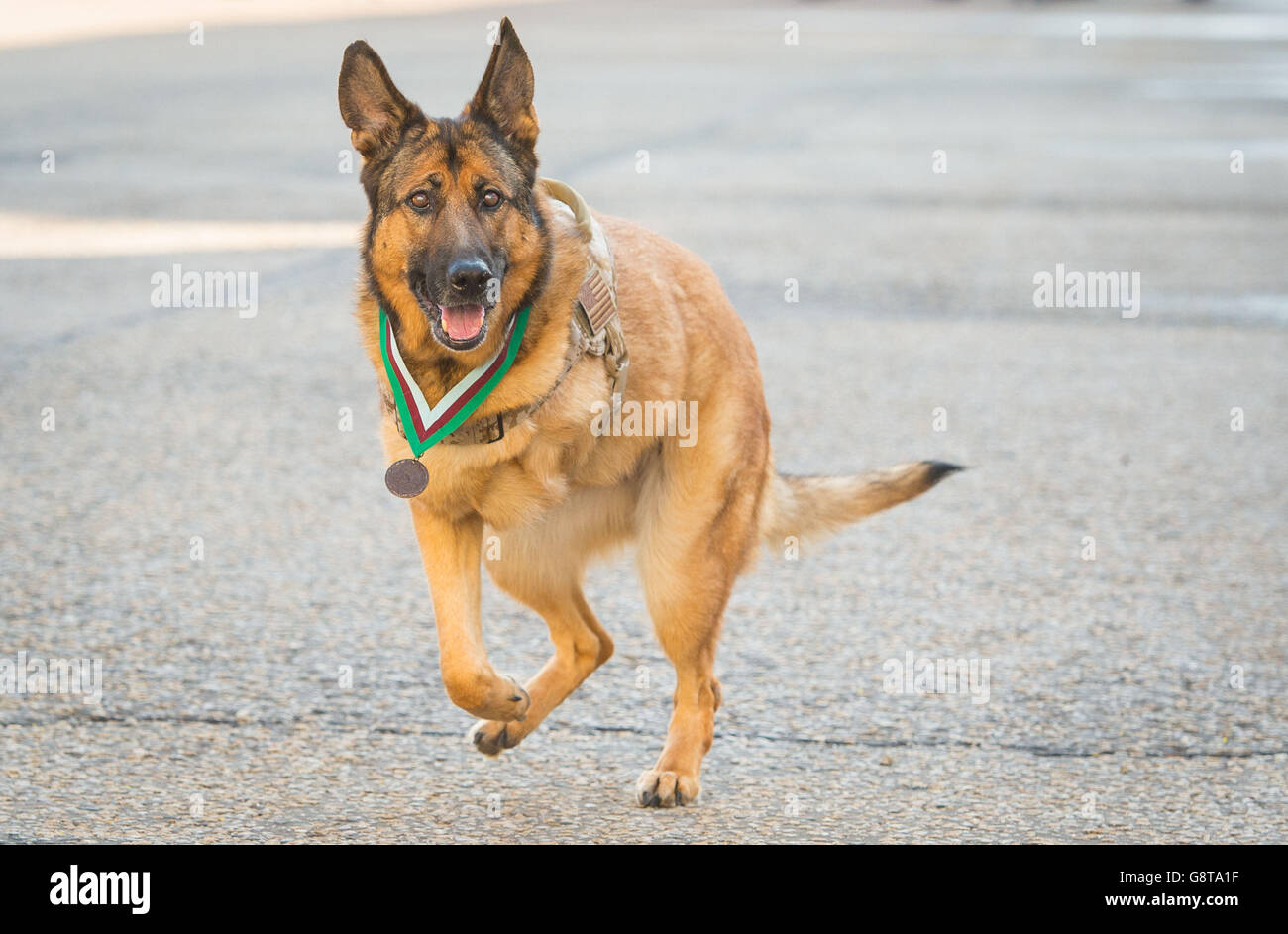 Retired US Marine Corps dog Lucca after she was awarded the PDSA Dickin ...