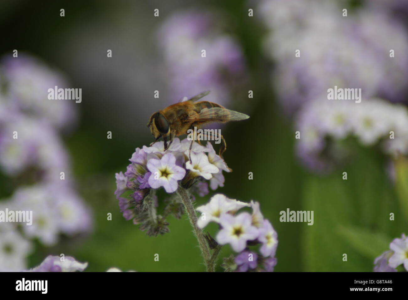Collecting nectar honey bee hi-res stock photography and images - Alamy
