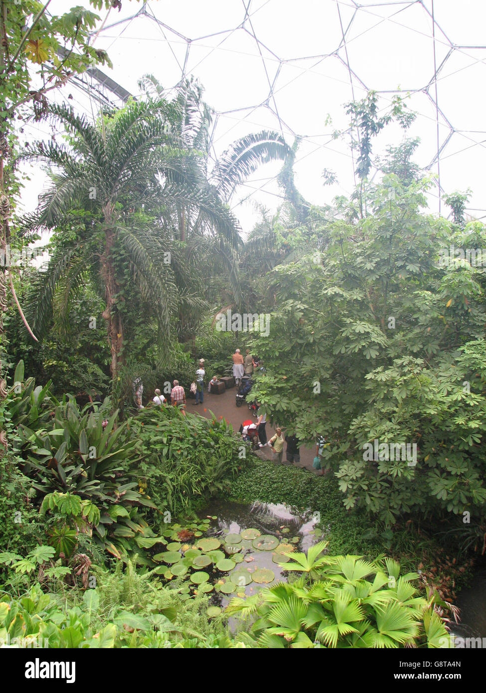 Interior view of the Eden project in Cornwall Stock Photo - Alamy
