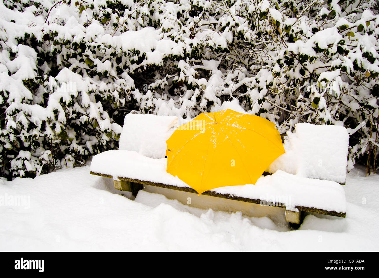 Yellow Snow