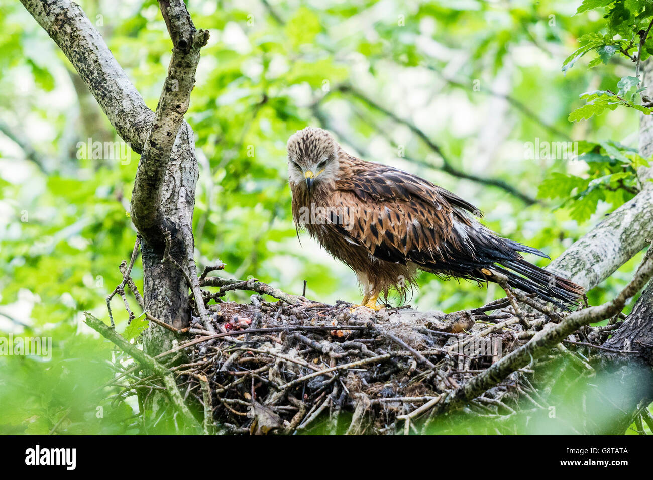 A red kite (Milvus milvus) chick in the verge of fledging (branching ...