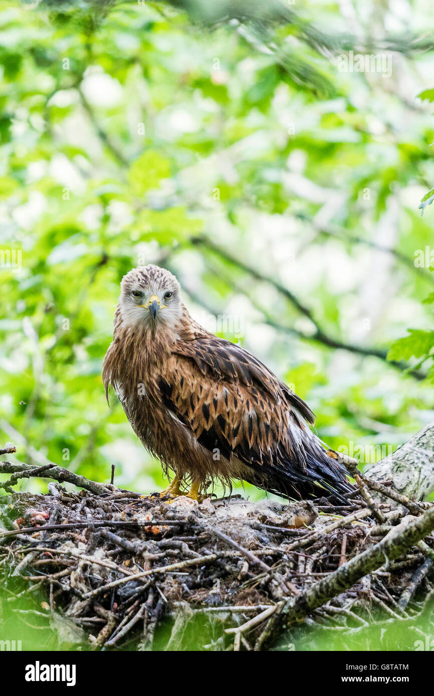 A red kite (Milvus milvus) chick in the verge of fledging (branching ...