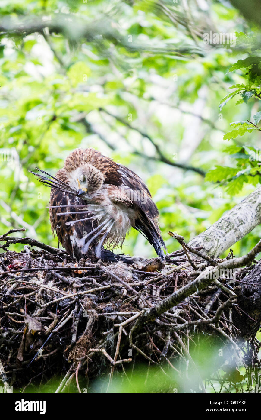 A red kite (Milvus milvus) chick in the verge of fledging (branching ...