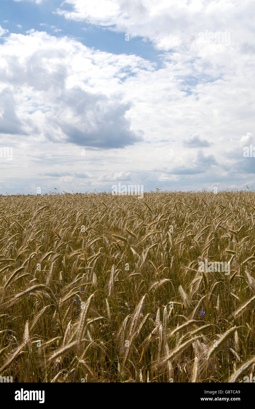 Rye Field Poland High Resolution Stock Photography and Images - Alamy
