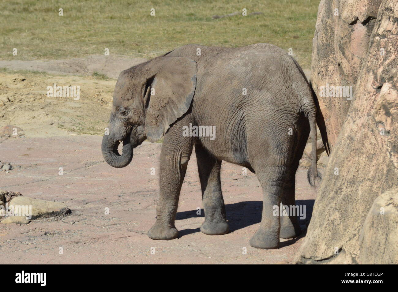 Amazing elephant hi-res stock photography and images - Alamy