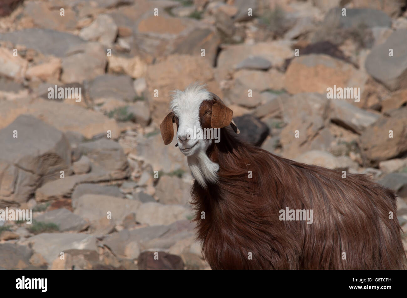 Billy Goat Beard Style