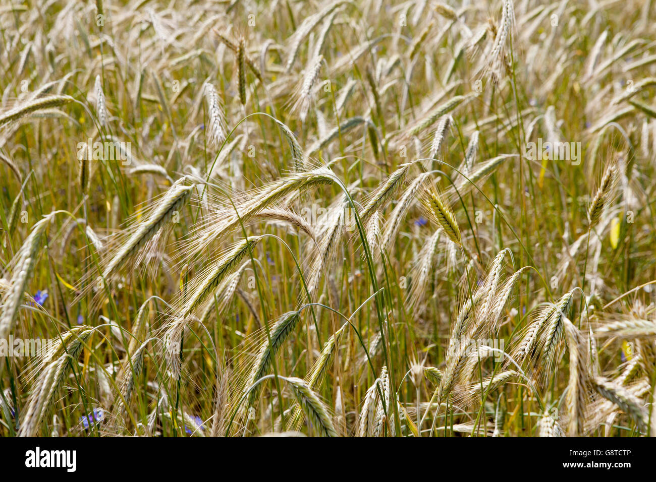 Rye field poland hi-res stock photography and images - Alamy