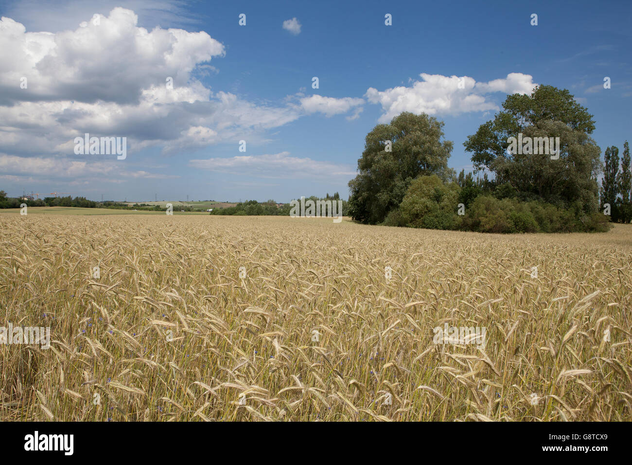 Rye, Poland - żyto Polska Stock Photo - Alamy