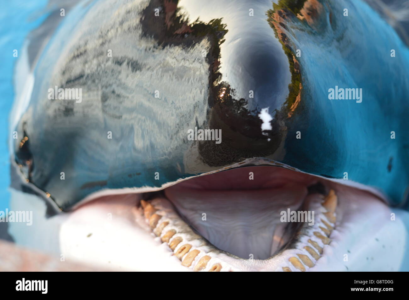 Kiska orca open mouth face Stock Photo - Alamy