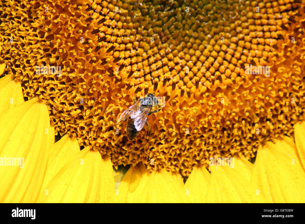 bee close up Stock Photo - Alamy