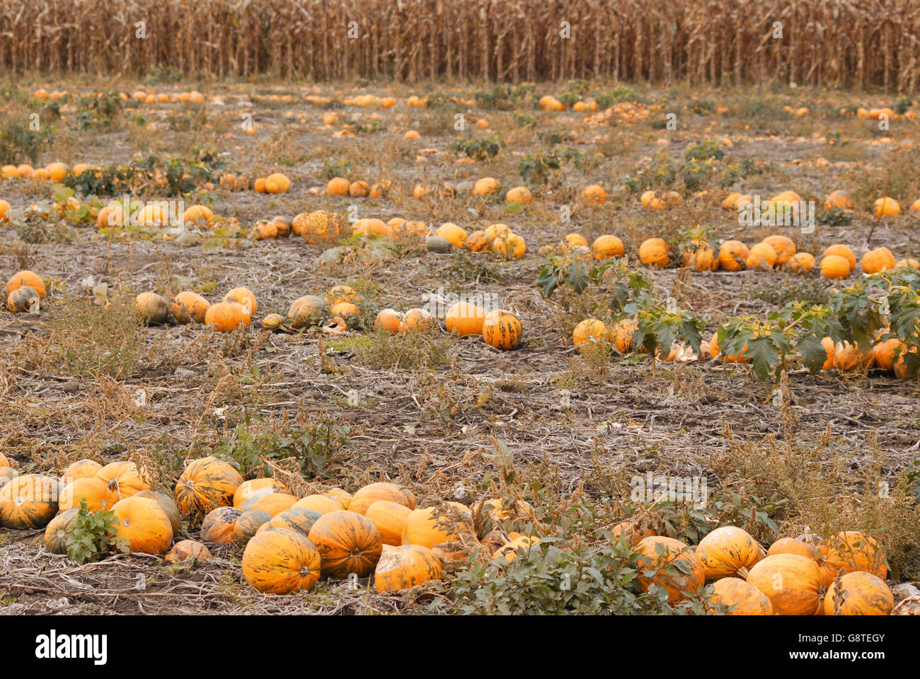 pumpkins field autumn scene Stock Photo - Alamy