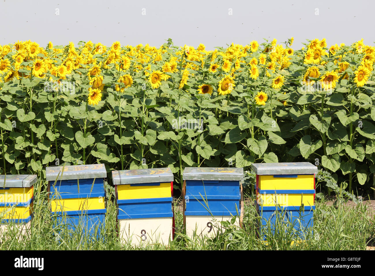 bee hive and sunflowers field Stock Photo - Alamy