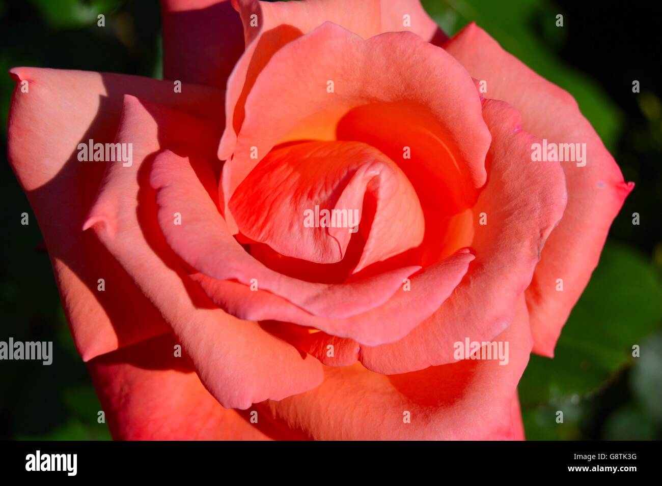 Beautiful Pink Rose in a city garden Stock Photo - Alamy