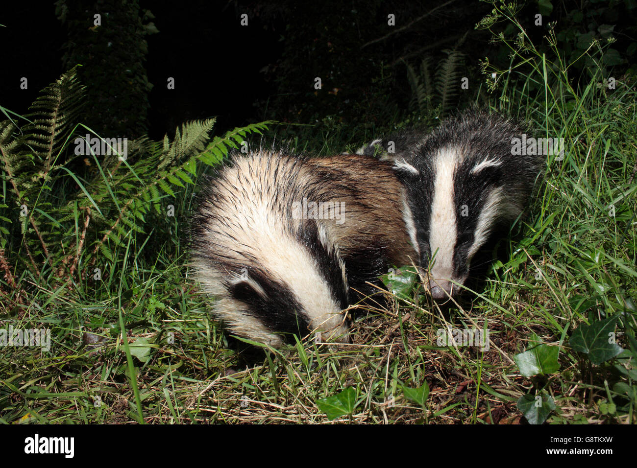 Badger adult and cub Stock Photo - Alamy