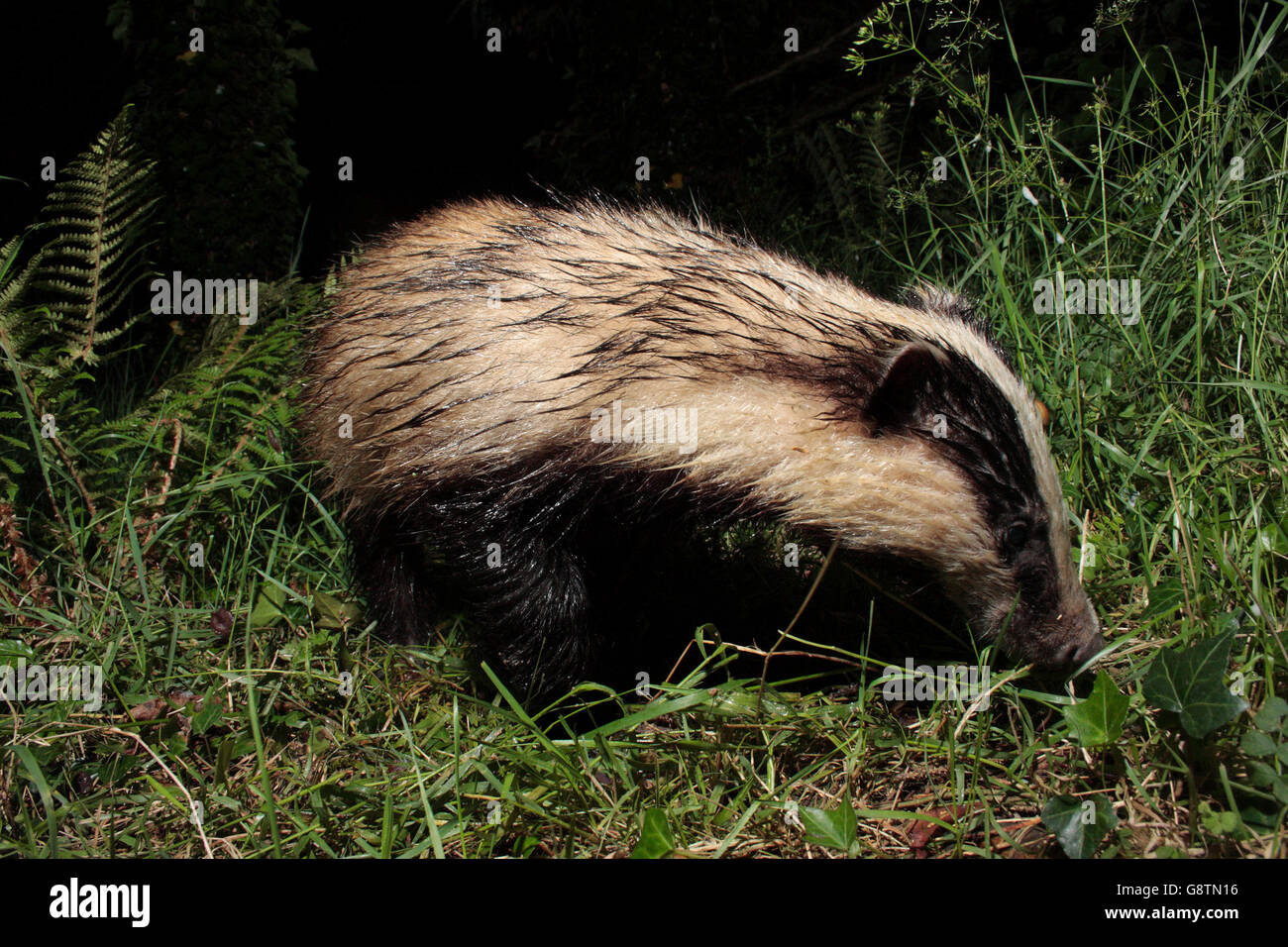 Badger Images High Resolution Stock Photography and Images - Alamy