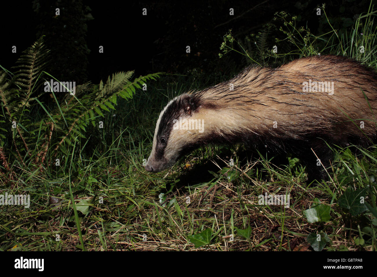 Badger images hi-res stock photography and images - Alamy