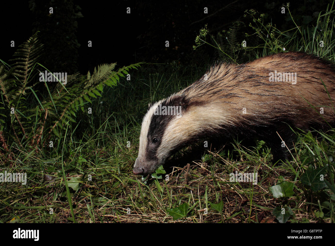 Badger Images High Resolution Stock Photography and Images - Alamy