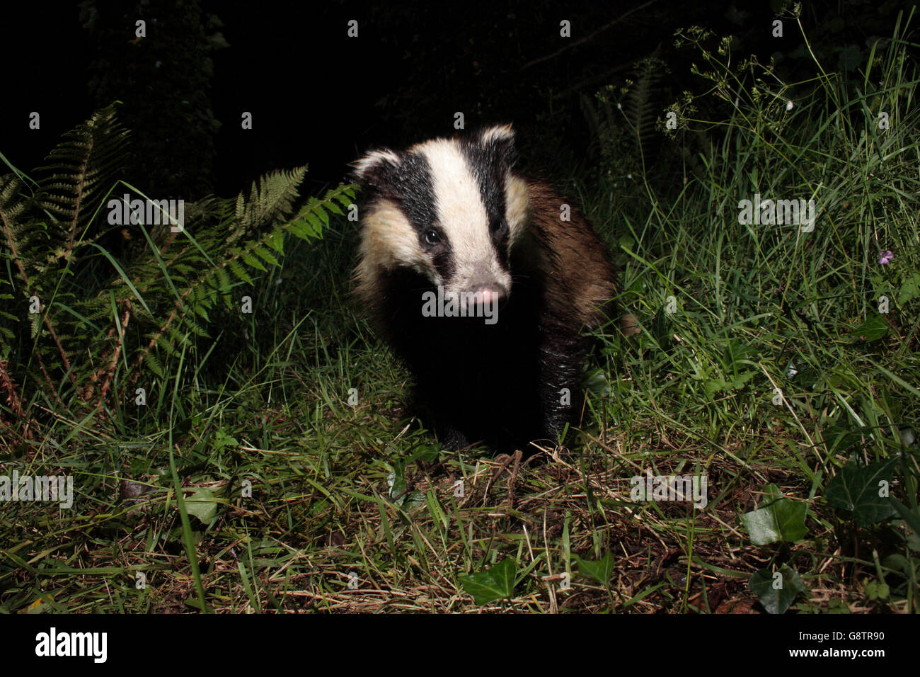 Badger images hi-res stock photography and images - Alamy