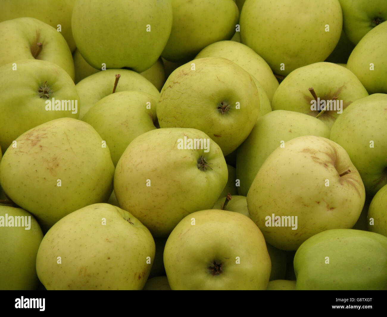 Freshly picked granny smith apples hi-res stock photography and images ...