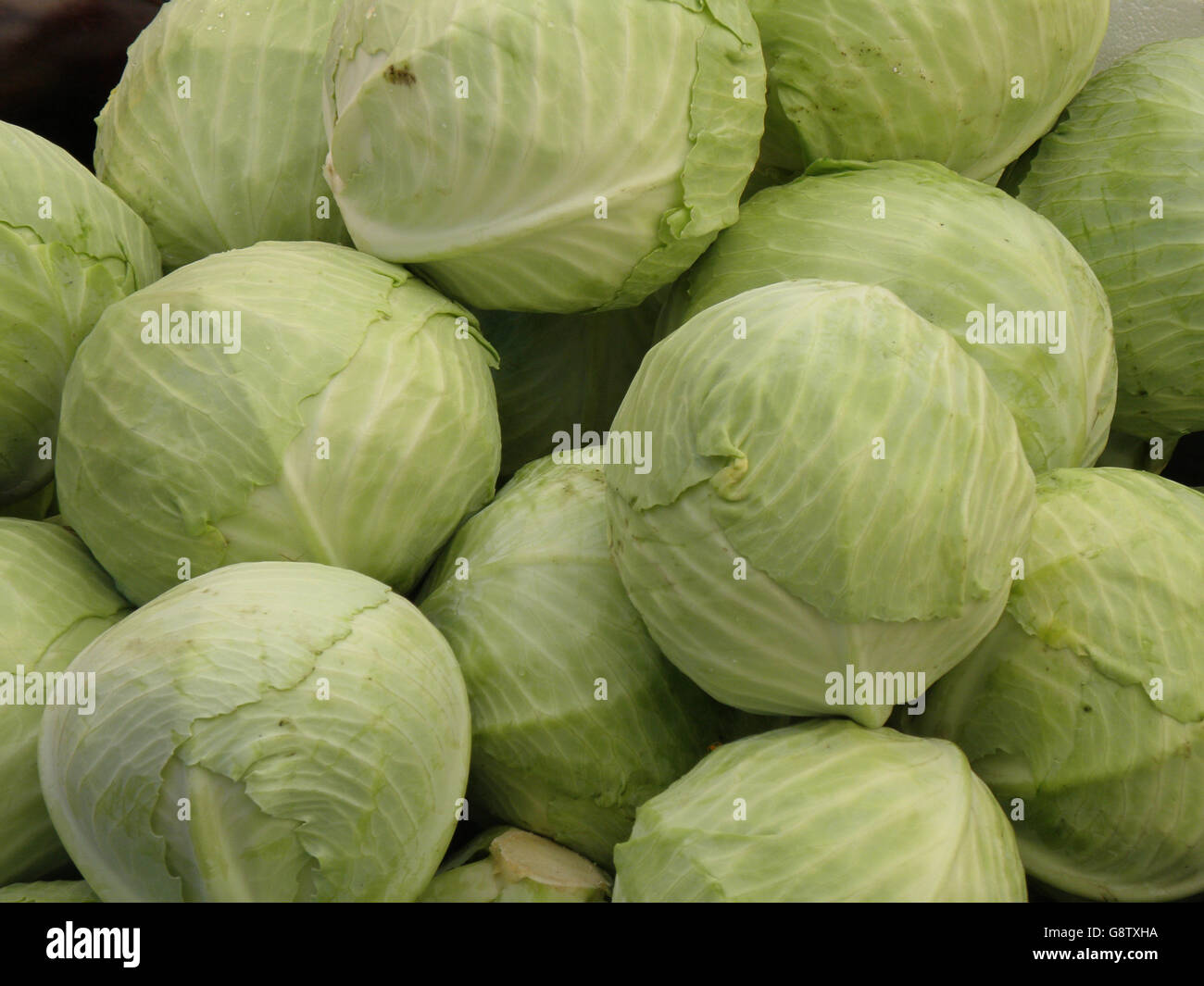 Farm stand with fresh cabbage heads Stock Photo - Alamy