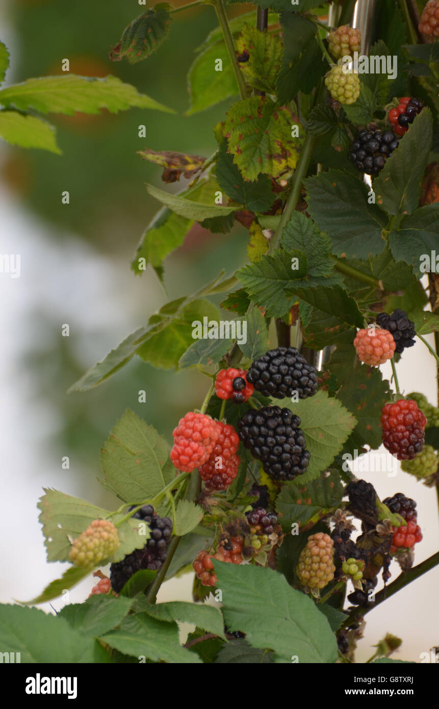 Raspberries growing on a bush in various stages of ripeness Stock Photo ...
