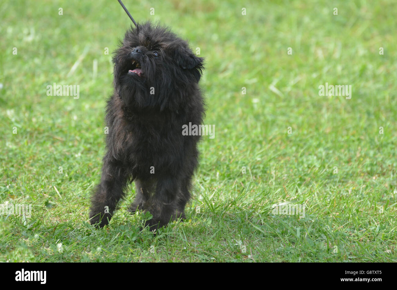 Cute small affenpinscher dog breed on a leash Stock Photo - Alamy
