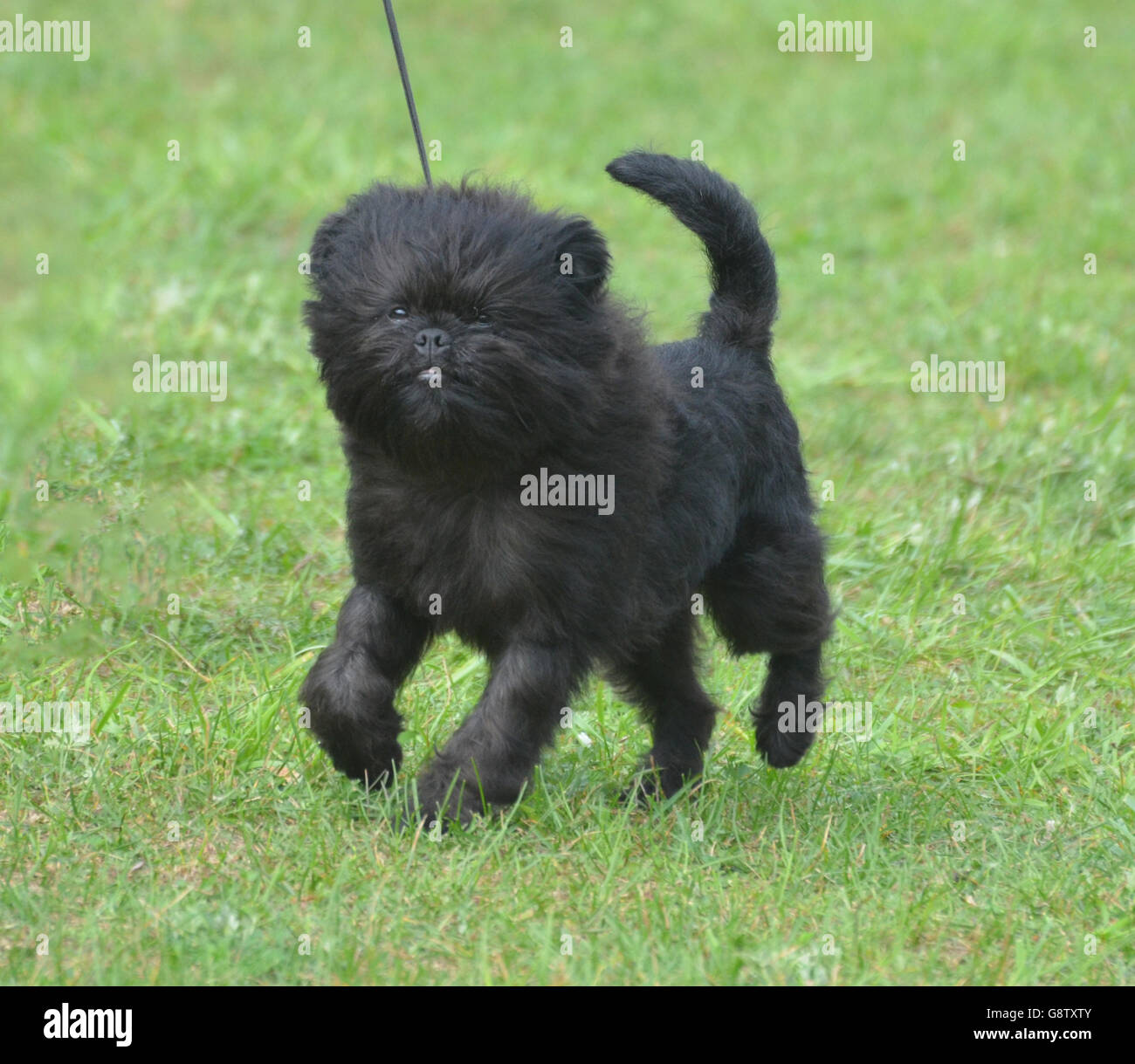 Really cute black affenpinscher dog in a field Stock Photo - Alamy