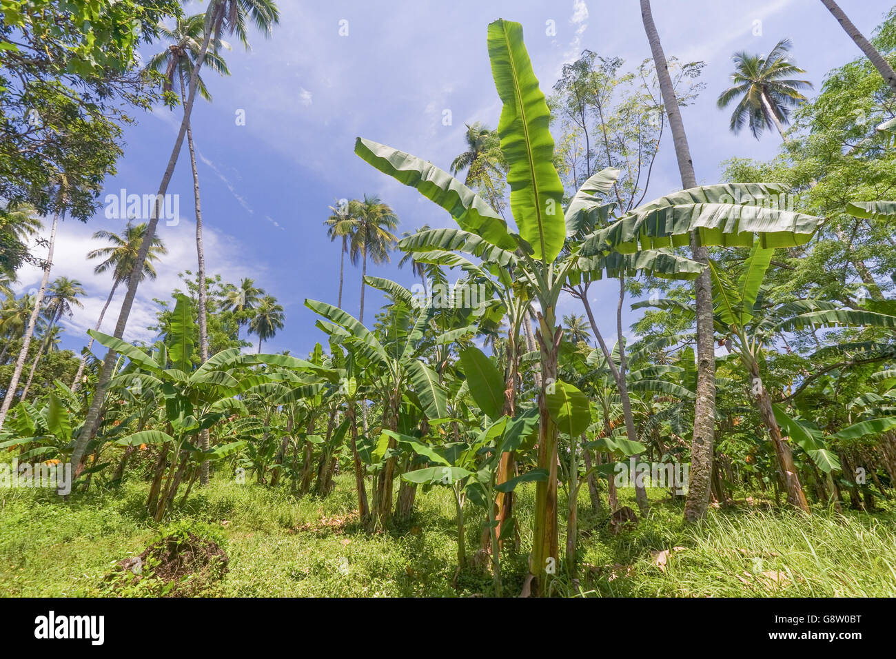 Green naure hi-res stock photography and images - Alamy