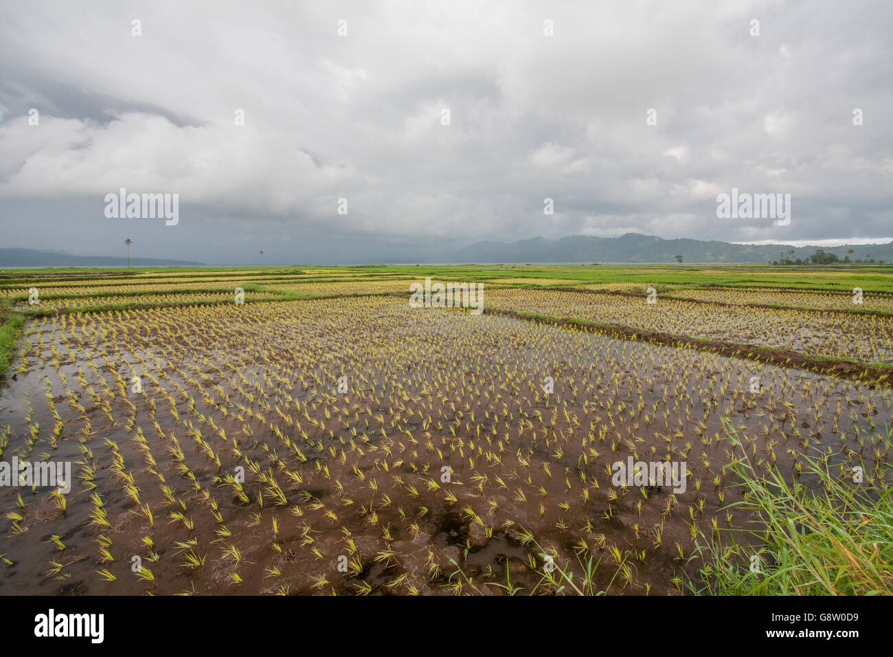 The rice field / Landscape Stock Photo - Alamy