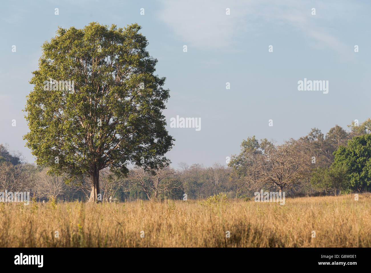 Lonely tree on the meadow / landscape Stock Photo - Alamy