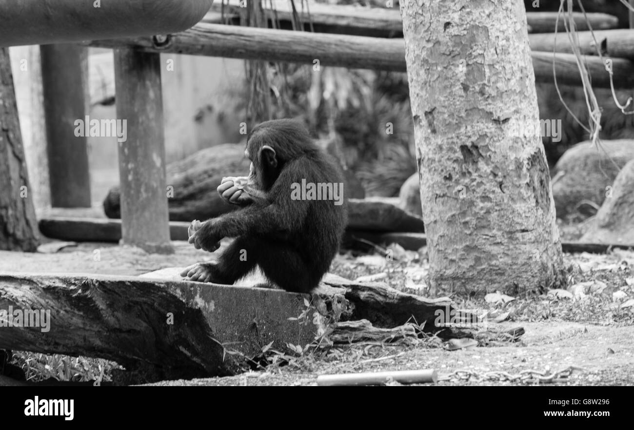 Side View of Baby Chimpanzee Seated and Eating Stock Photo - Alamy