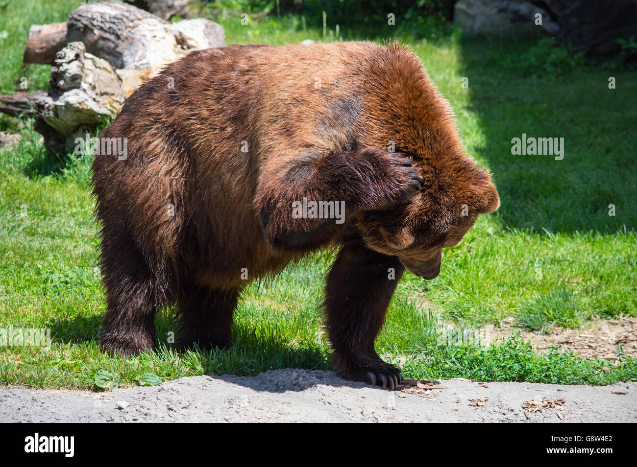 Grizzly bear (Ursus arctos) scratching it's head Stock Photo - Alamy