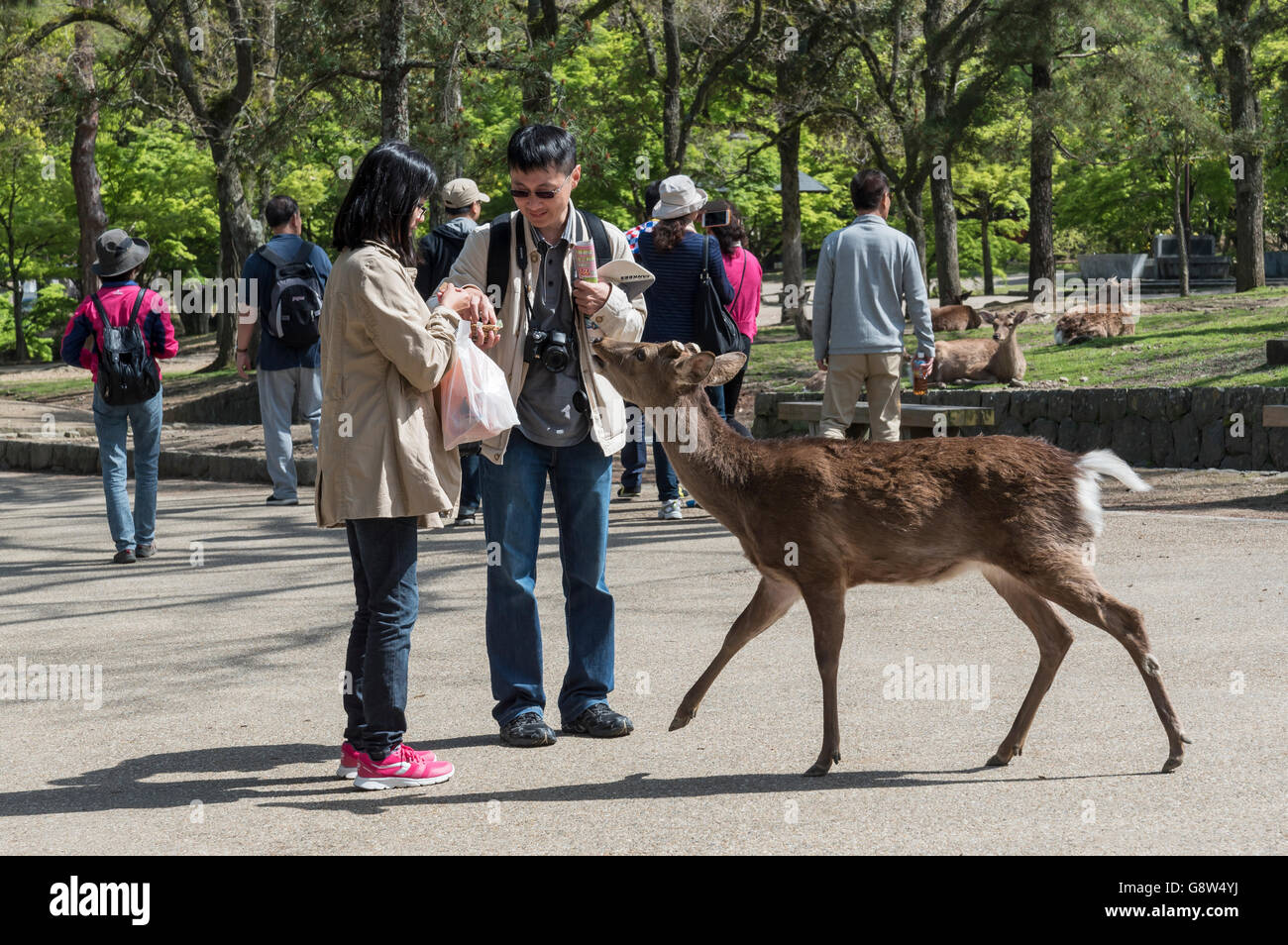 People feed tame sika deer in Nara Park, Japan Stock Photo - Alamy