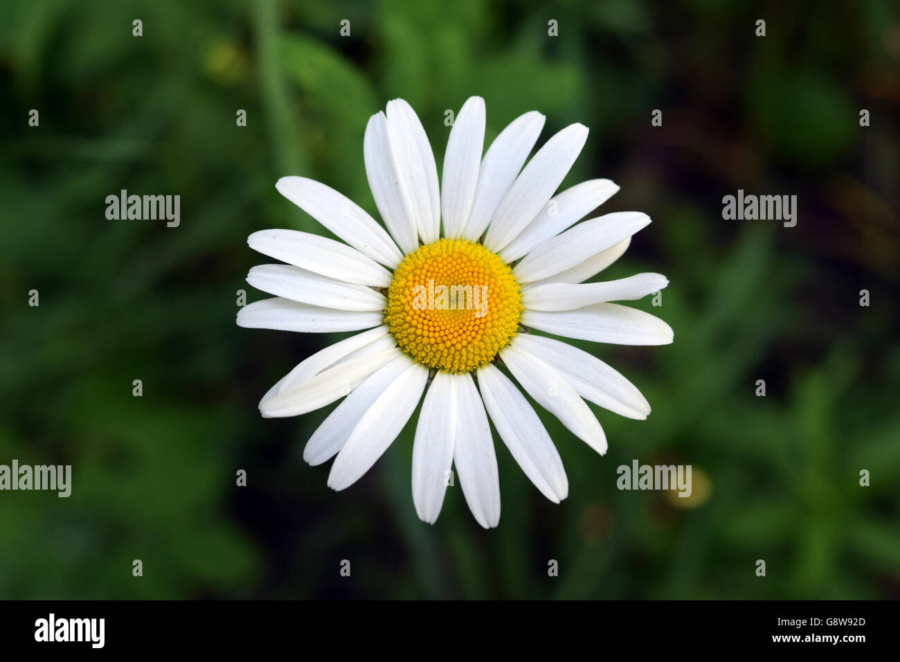 Daisy flower macro hi-res stock photography and images - Alamy