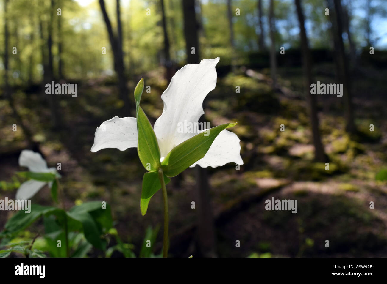 Trillium plant hi-res stock photography and images - Alamy