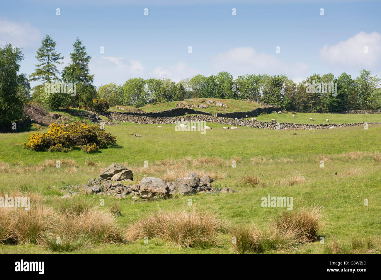Cumbria field with dry stone walls and sheep Stock Photo - Alamy