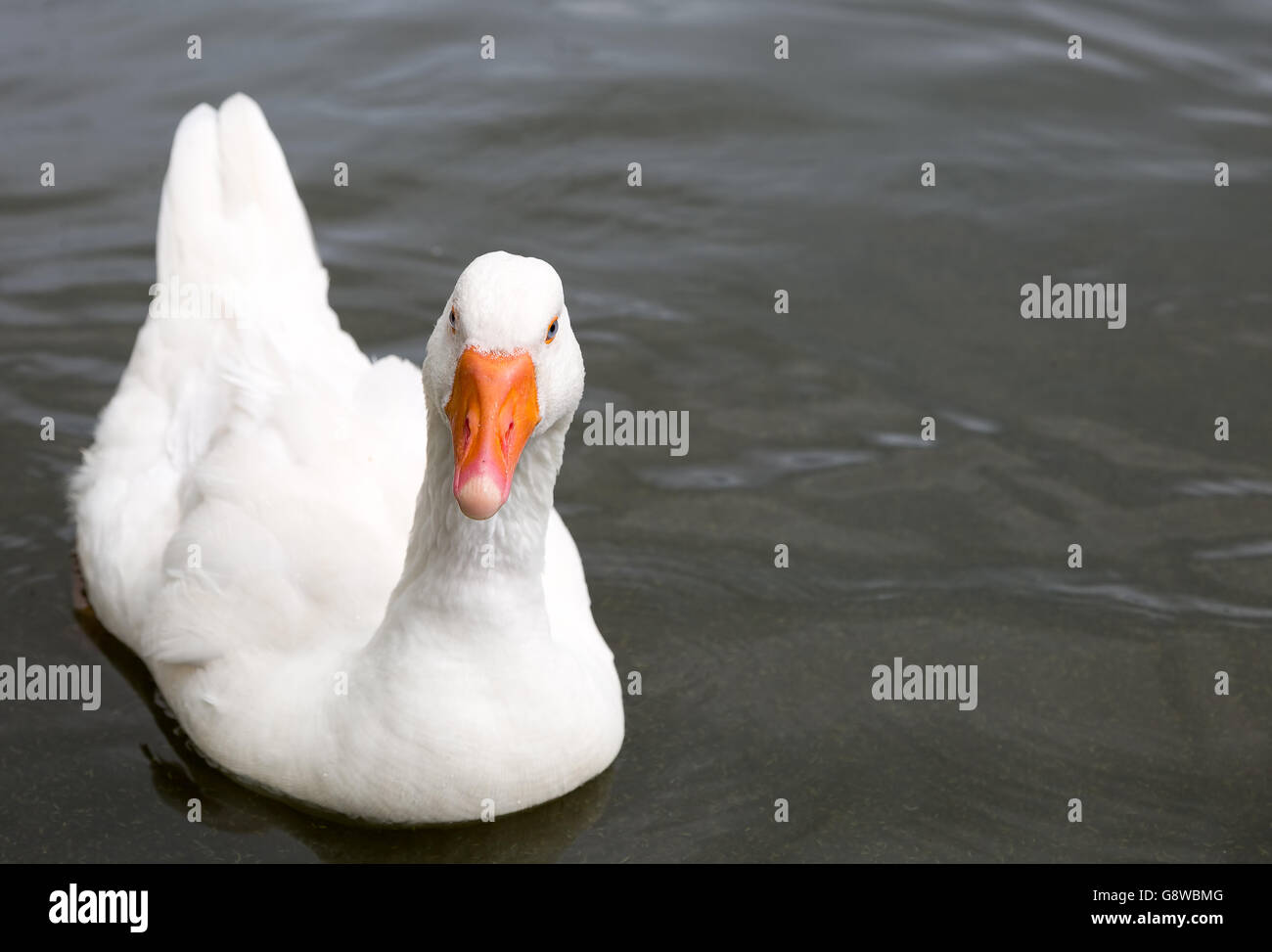 White embden goose on water Stock Photo - Alamy
