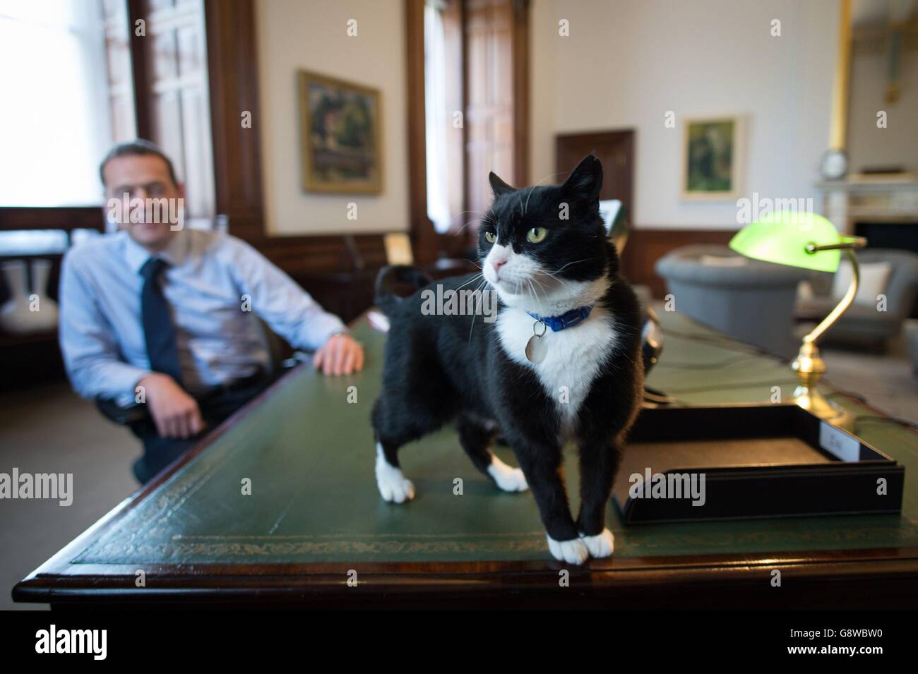 Chief mouser' Palmerston, a rescue cat recruited from Battersea Dogs ...