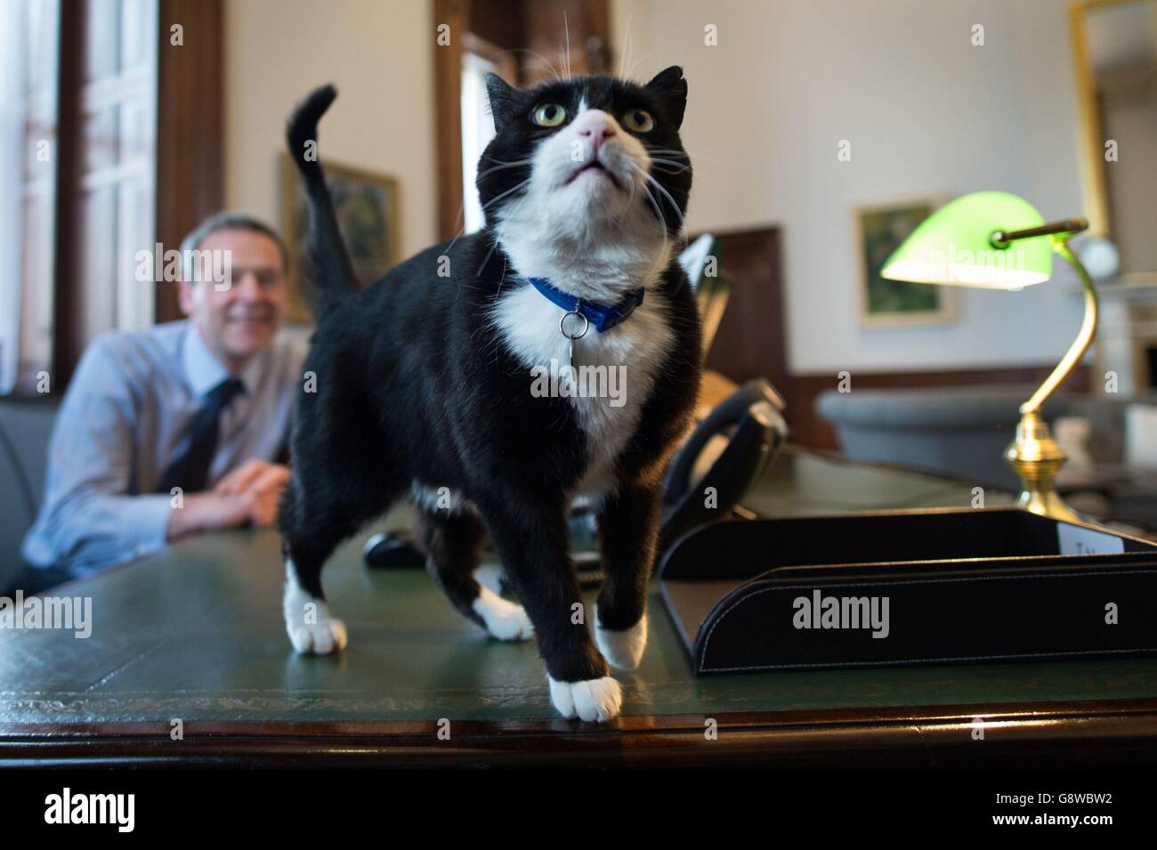 Chief mouser' Palmerston, a rescue cat recruited from Battersea Dogs ...