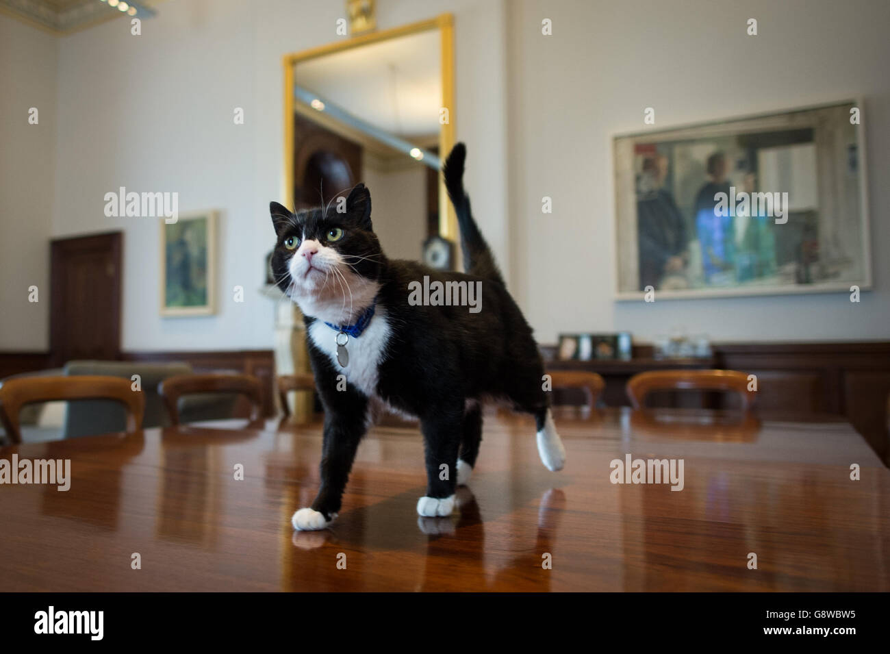 Chief Mouser at Foreign Office Stock Photo - Alamy