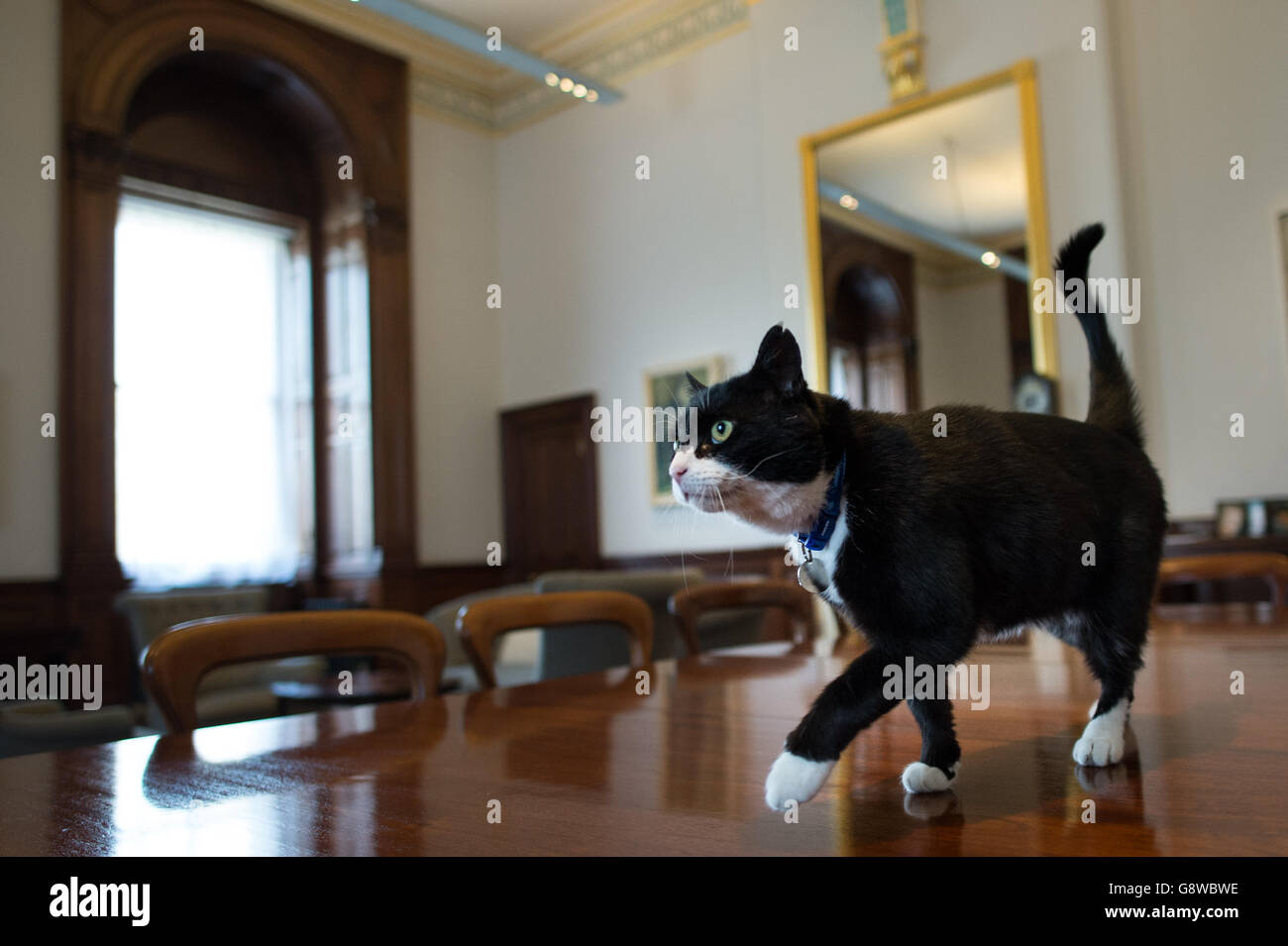Chief mouser' Palmerston, a rescue cat recruited from Battersea Dogs ...
