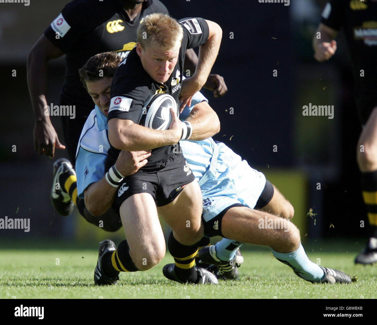 Wasps stuart abbott hi-res stock photography and images - Alamy