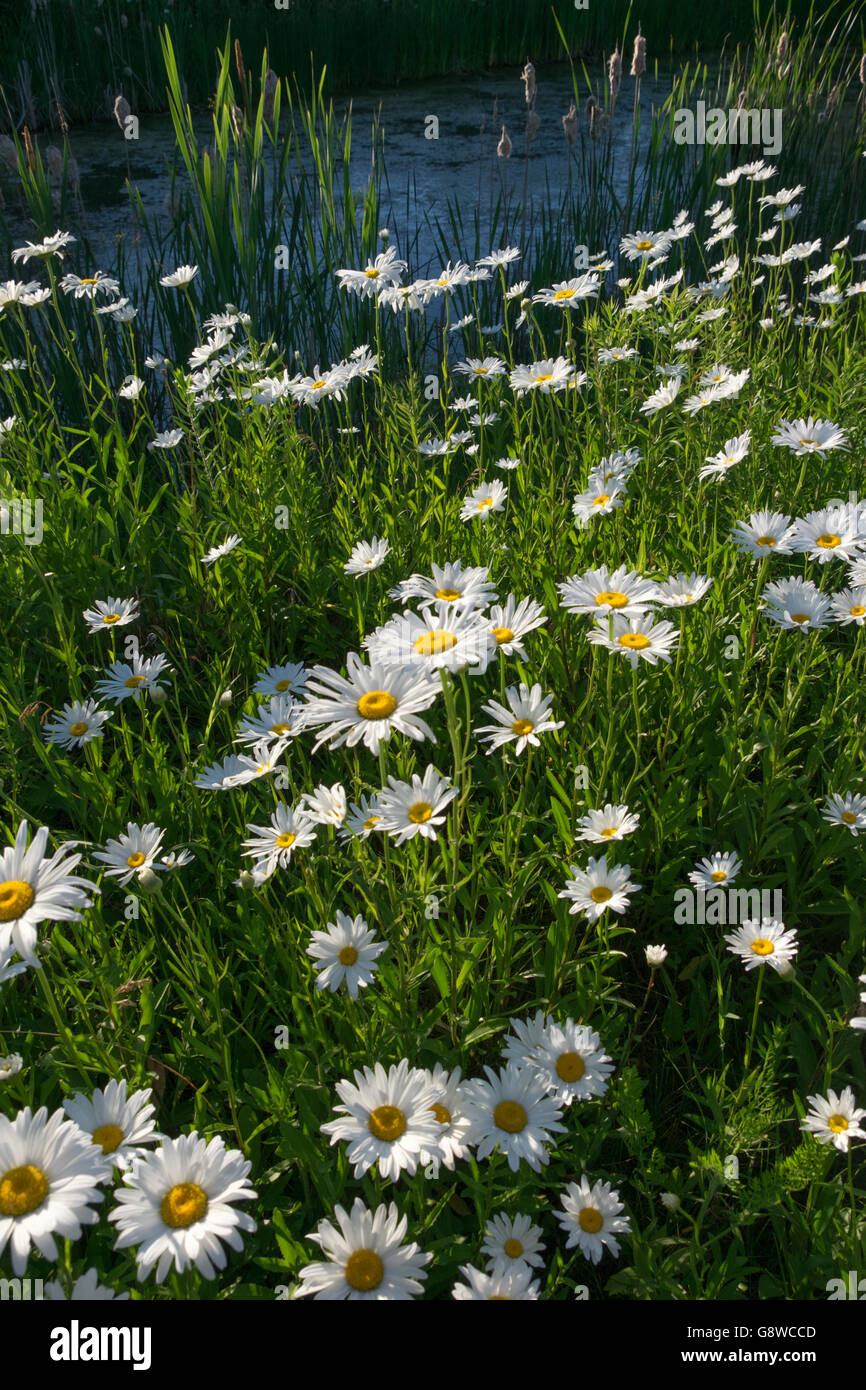 A field of Buckeye Daisies next to a pond in Montague, Michigan, USA ...