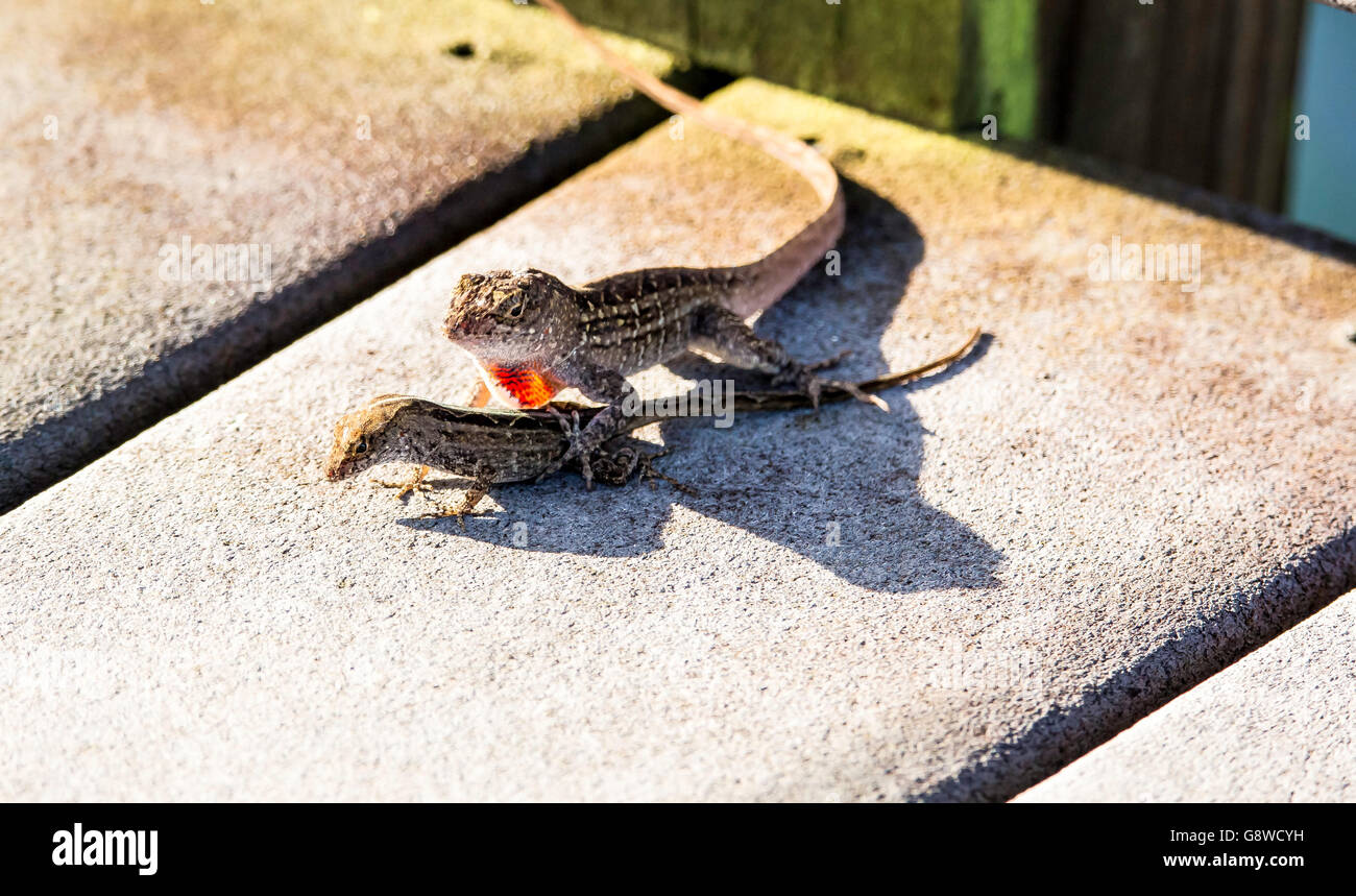 A male lizard getting on top of a female lizard Stock Photo - Alamy
