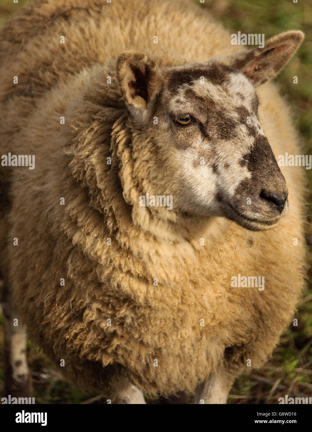 Sheep uk head sheep closeup hi-res stock photography and images - Alamy