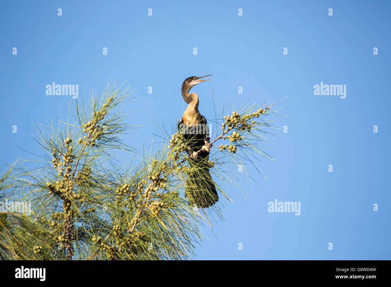 Anhinga on tree hi-res stock photography and images - Alamy
